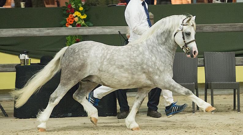 Springbourne Capricorn reserve supreme kampioen in Norwich - NWPCS